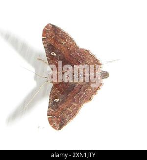 Gem Moth (Orthonama obstipata) Insecta Stock Photo - Alamy