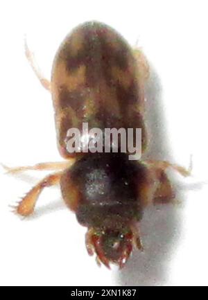 Variegated Mud-loving Beetles (Heteroceridae) Insecta Stock Photo - Alamy