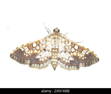 Assembly Moth (Samea ecclesialis) Insecta Stock Photo - Alamy