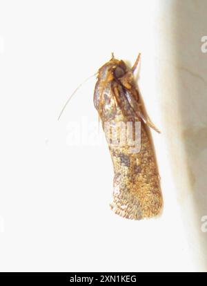 Burrowing Webworm Moths (Acrolophinae) Insecta Stock Photo - Alamy