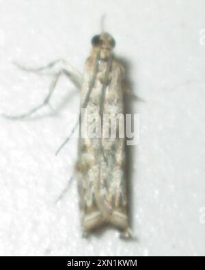 Knot-horn Moths (Phycitinae) Insecta Stock Photo - Alamy