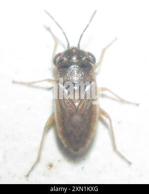 Big-eyed Bugs (Geocoridae) Insecta Stock Photo - Alamy