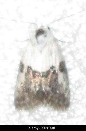 Tufted Moths (Nolidae) Insecta Stock Photo - Alamy