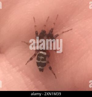 Variegated Ground Spider (Sergiolus capulatus) Arachnida Stock Photo ...