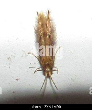 Microcaddisflies (Hydroptilidae) Insecta Stock Photo - Alamy
