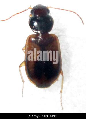 (Amblystomus amabilis) Insecta Stock Photo - Alamy
