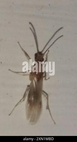 Asian Needle Ant (Brachyponera chinensis) Insecta Stock Photo - Alamy
