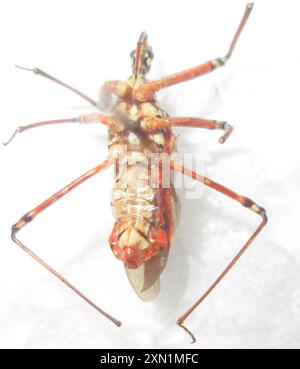 (Cosmolestes pictus) Insecta Stock Photo - Alamy