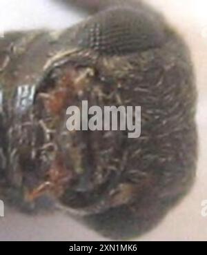 (Eunidia angolana) Insecta Stock Photo - Alamy