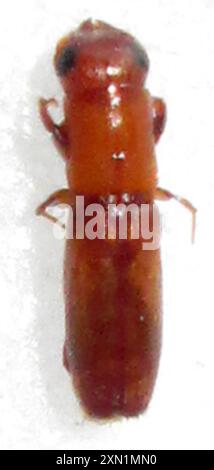 Pinhole Borer Beetles (Platypodinae) Insecta Stock Photo - Alamy