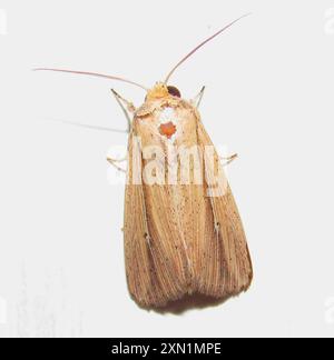 Wainscot Moths (Leucaniini) Insecta Stock Photo - Alamy