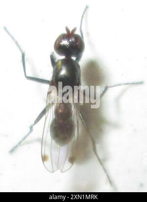Black Scavenger Flies (Sepsidae) Insecta Stock Photo - Alamy