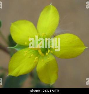 Talinum caffrum Talinum caffrum Stock Photo - Alamy