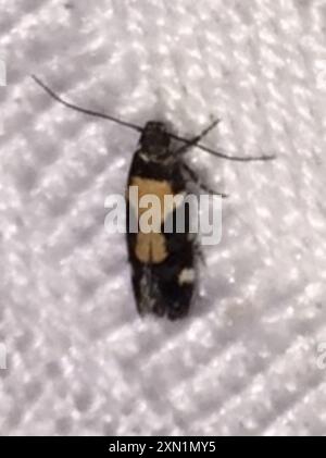 Red-necked Peanutworm Moth (Stegasta bosqueella) Insecta Stock Photo ...