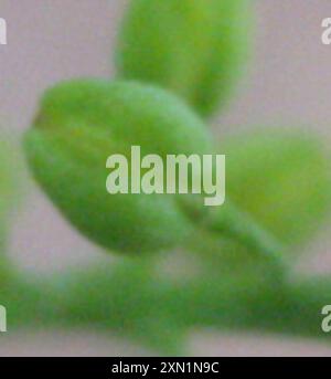 African Pepperwort (Lepidium africanum) Plantae Stock Photo - Alamy