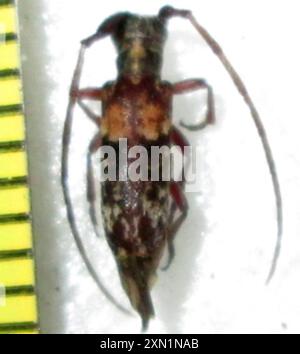 (Eunidia subtergrisea) Insecta Stock Photo - Alamy