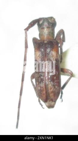(Eunidia okahandjae) Insecta Stock Photo - Alamy