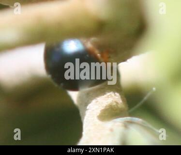 Metallic Blue Lady Beetle (Curinus coeruleus) Insecta Stock Photo - Alamy