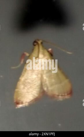 Olive Arta Moth (Arta olivalis) Insecta Stock Photo - Alamy