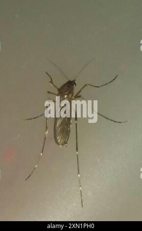 Inland Floodwater Mosquito (Aedes vexans) Insecta Stock Photo - Alamy