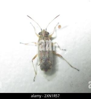False chinch bugs (Nysius) Insecta Stock Photo - Alamy