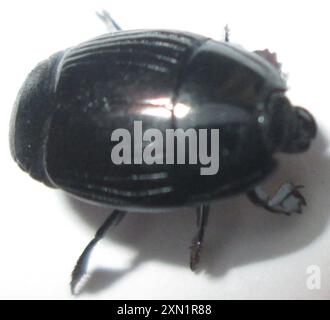 Hister Beetles (Histeridae) Insecta Stock Photo - Alamy