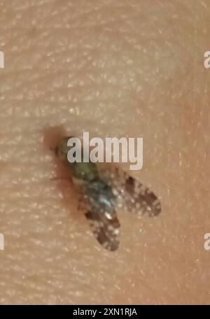 Sunflower Seed Maggot (Neotephritis finalis) Insecta Stock Photo - Alamy