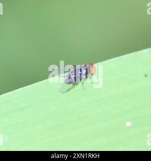 Flat-footed Flies (Platypezidae) Insecta Stock Photo - Alamy