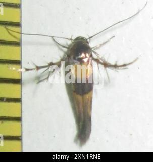 Feather-legged Moths (Stathmopodidae) Insecta Stock Photo - Alamy