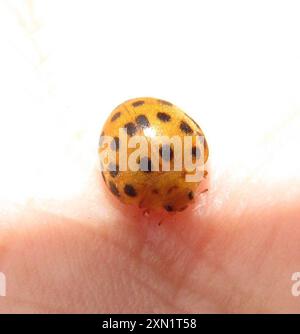 Hadda Beetle (Henosepilachna vigintioctopunctata) Insecta Stock Photo ...