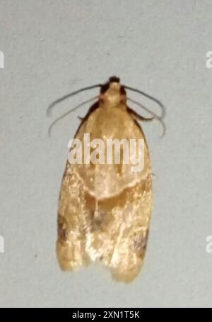 Garden Tortrix (Clepsis peritana) Insecta Stock Photo - Alamy