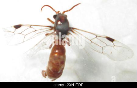 Army Ants and Allies (Dorylinae) Insecta Stock Photo - Alamy
