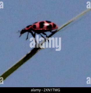 Spotted Pink Lady Beetle (Coleomegilla maculata) Insecta Stock Photo ...