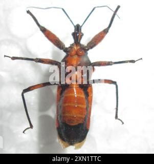(Vitumnus scenicus) Insecta Stock Photo - Alamy