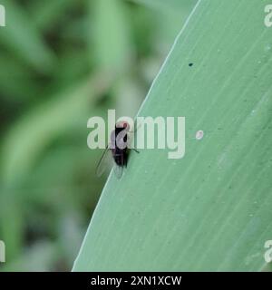 Flat-footed Flies (Platypezidae) Insecta Stock Photo - Alamy