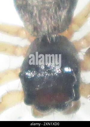 Jumping Spiders (Salticidae) Arachnida Stock Photo - Alamy