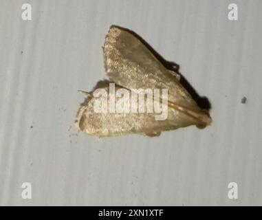 Olive Arta Moth (Arta olivalis) Insecta Stock Photo - Alamy
