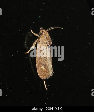 Grass Tubeworm Moths (Acrolophus) Insecta Stock Photo - Alamy