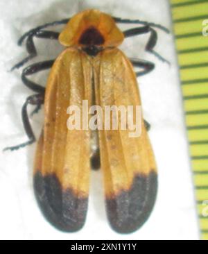 Netwing Beetles (Lycus) Insecta Stock Photo - Alamy