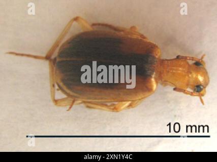 (Brachinus dorsalis) Insecta Stock Photo - Alamy
