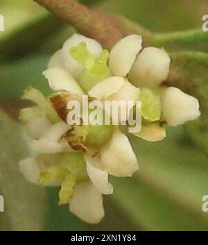 Gwarrie (Euclea undulata) Plantae Stock Photo - Alamy
