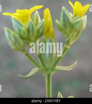 (Sebaea pentandra) Plantae Stock Photo - Alamy