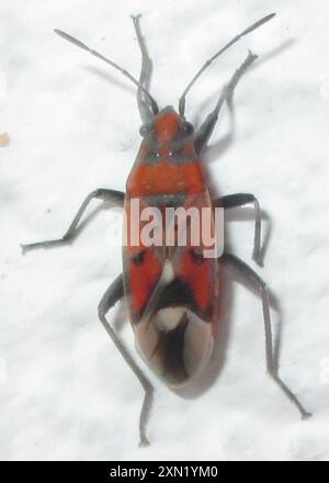 (Haemobaphus concinnus) Insecta Stock Photo - Alamy