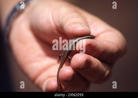 Wahlberg's Snake-eyed Skink (Panaspis wahlbergii) Reptilia Stock Photo ...