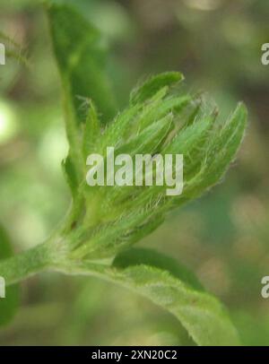 Yellow Justicia (Justicia flava) Plantae Stock Photo - Alamy