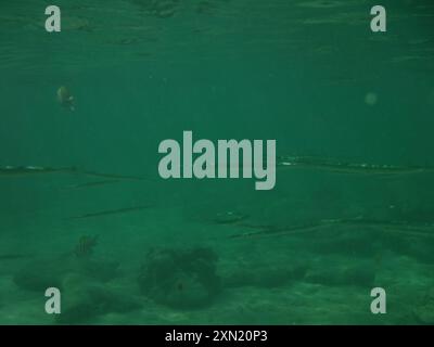 Needlefishes (Belonidae) Actinopterygii Stock Photo - Alamy
