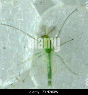 Non-biting Midges (Chironomidae) Insecta Stock Photo - Alamy