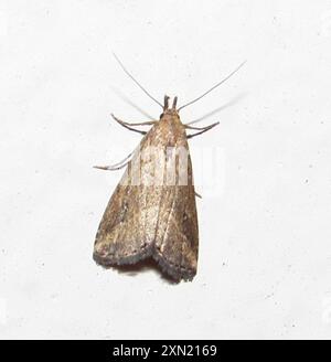 Black-spotted Schrankia (Hypenopsis macula) Insecta Stock Photo - Alamy