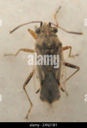 False chinch bugs (Nysius) Insecta Stock Photo - Alamy