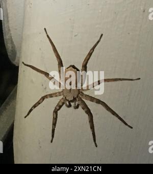 (Selenops submaculosus) Arachnida Stock Photo - Alamy
